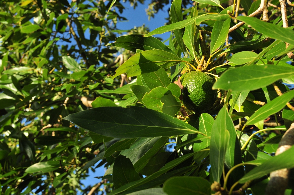 Avocado Tree | WanderingByChoice