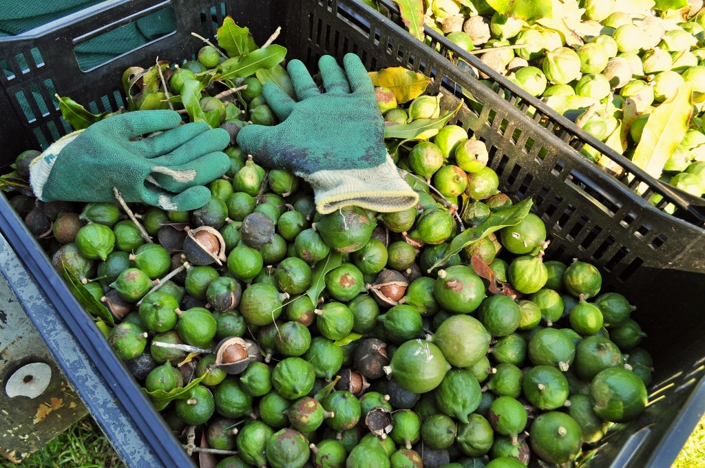 Macadamia 101 – All You Ever Wanted to Know About a Nut | WanderingByChoice